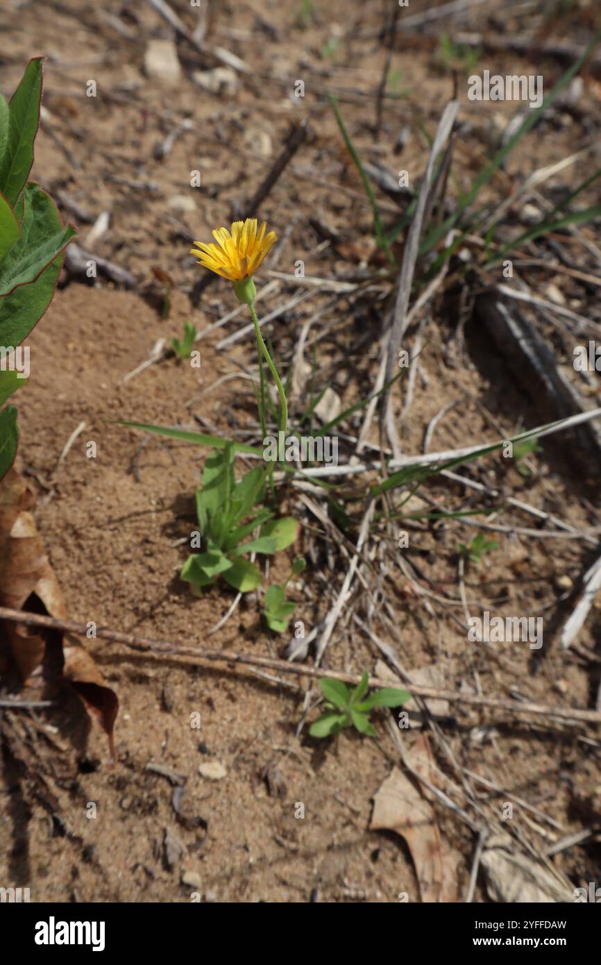 Virginia dwarfdandelion (Krigia virginica Stock Photo - Alamy