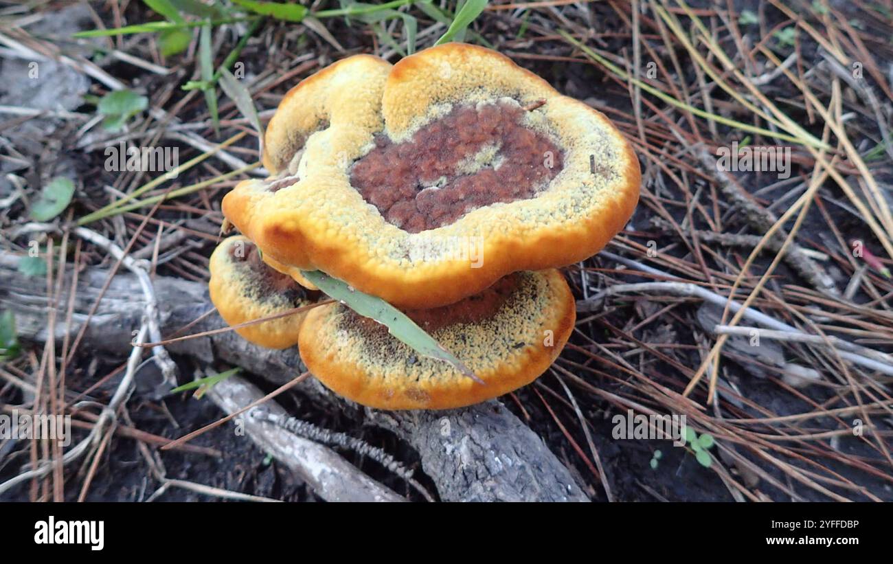 Dyer's Polypore (Phaeolus schweinitzii Stock Photo - Alamy