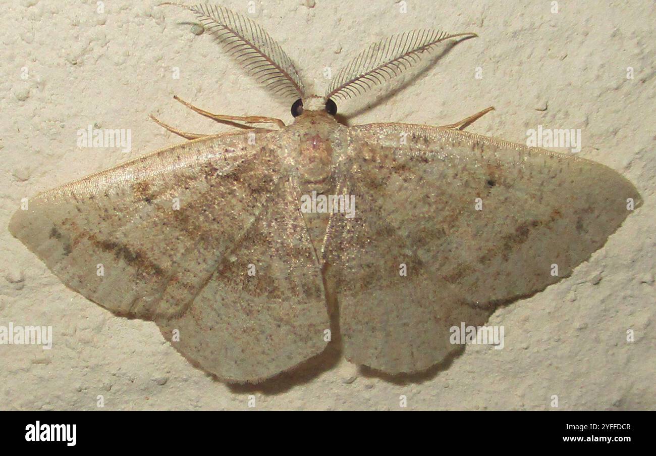 Geometer Moths (Geometridae Stock Photo - Alamy