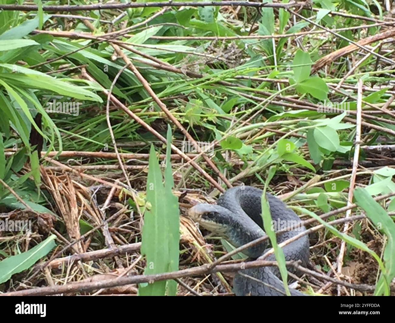 Blue Racer (Coluber constrictor foxii Stock Photo - Alamy