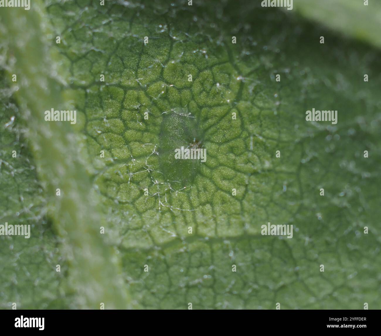 oak flake gall wasp (Neuroterus quercusverrucarum Stock Photo - Alamy