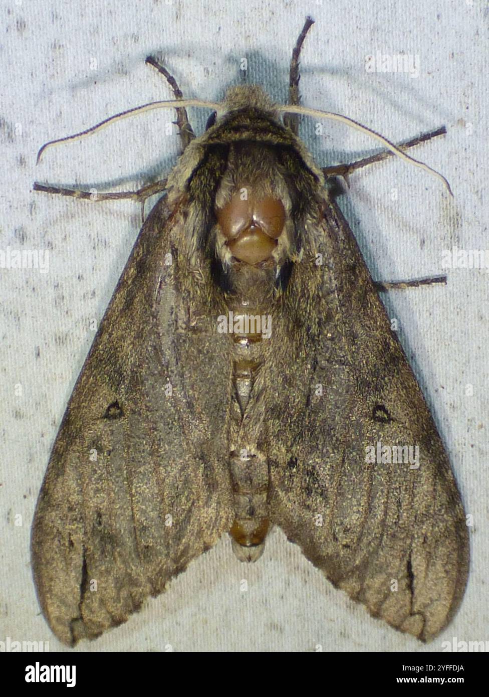 Catalpa Sphinx (Ceratomia catalpae Stock Photo - Alamy