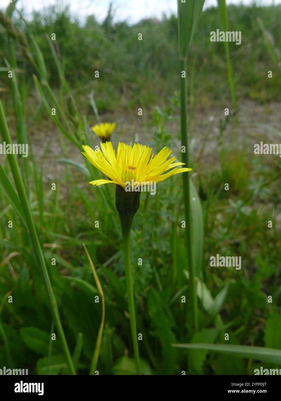 Common Hawkbit (Leontodon hispidus hispidus Stock Photo - Alamy