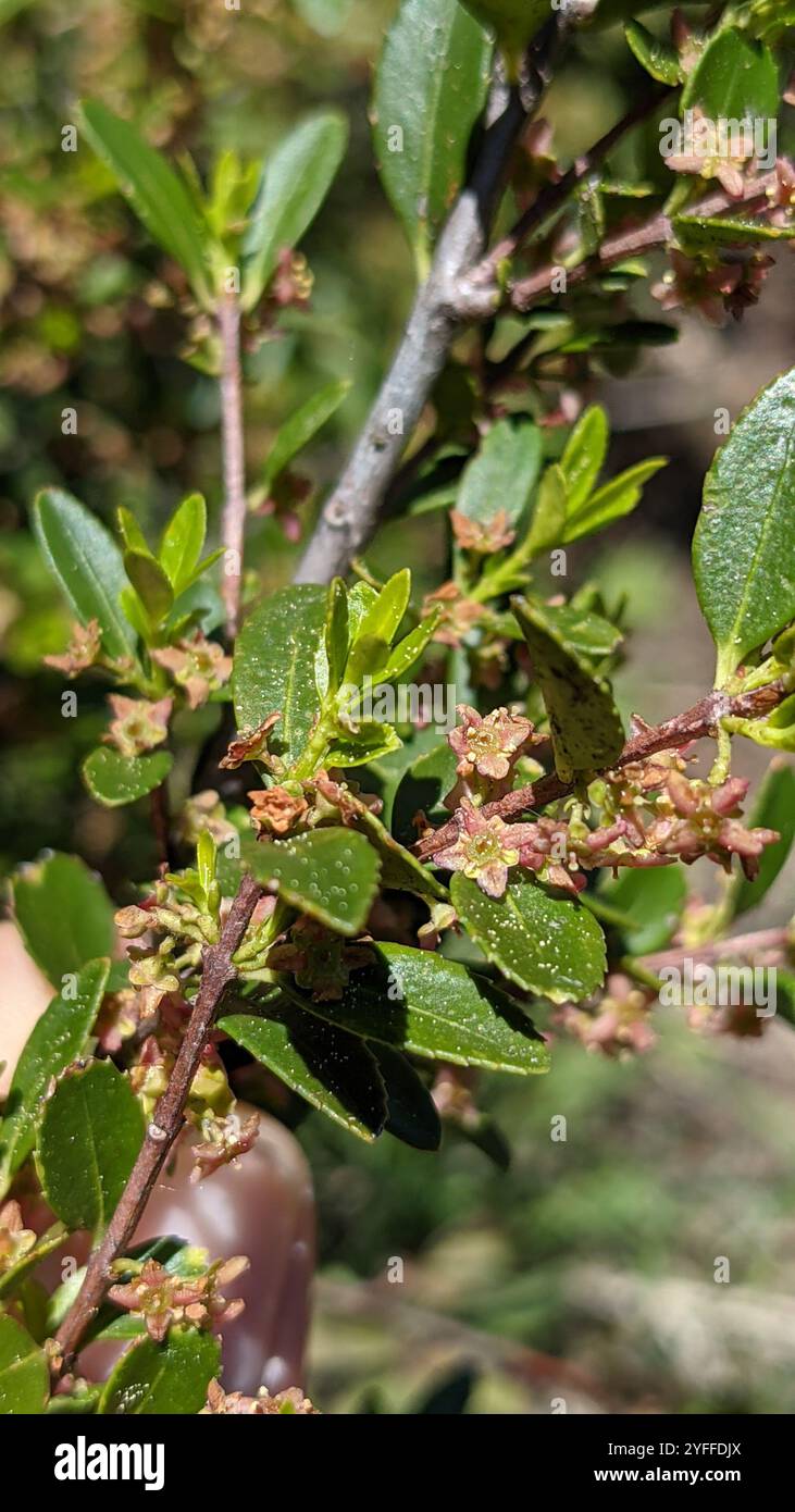 Oregon Boxwood (Paxistima myrsinites Stock Photo - Alamy