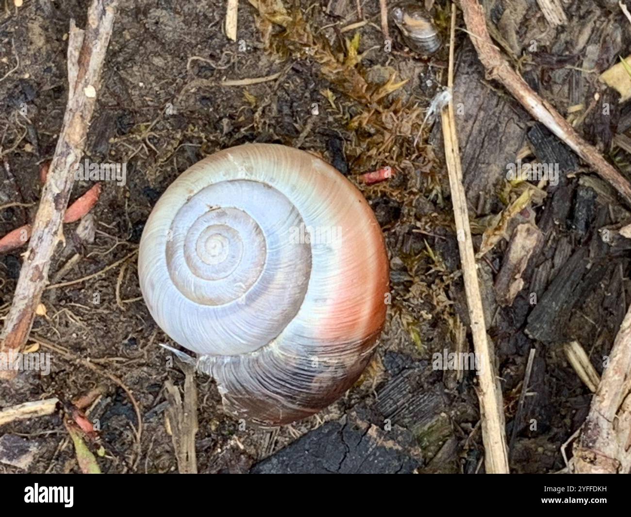 Kentish Snail (Monacha cantiana Stock Photo - Alamy