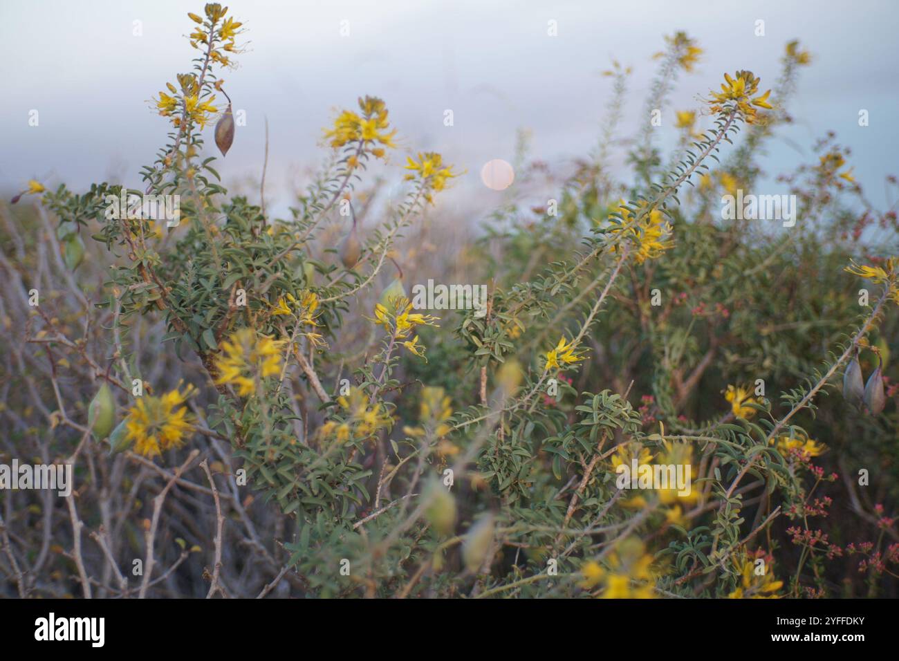 Bladderpod (Cleomella arborea Stock Photo - Alamy