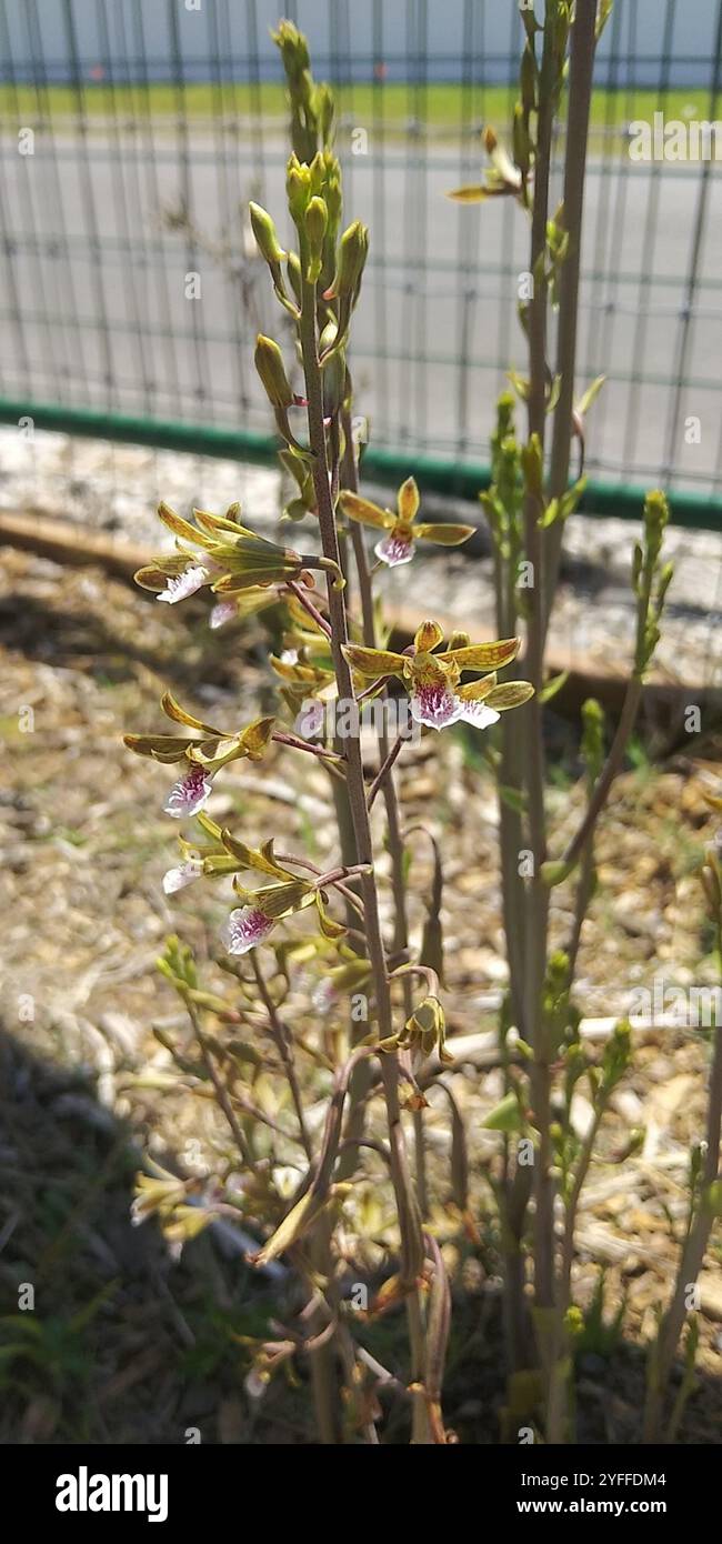 Chinese Crown Orchid (Eulophia graminea Stock Photo - Alamy