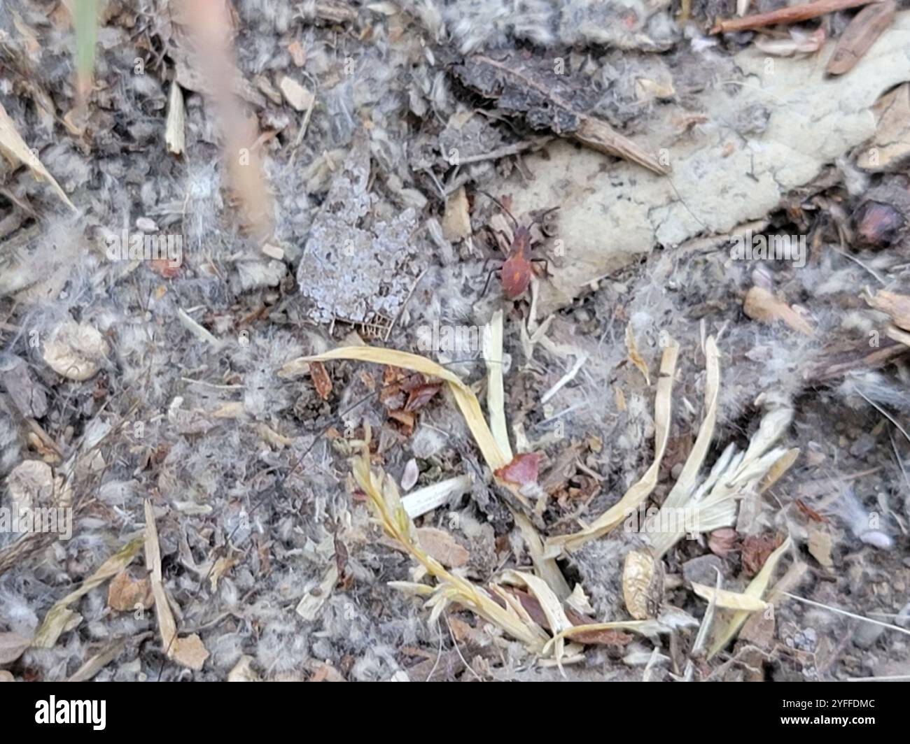 Leaf-footed Bugs and Allies (Coreoidea Stock Photo - Alamy