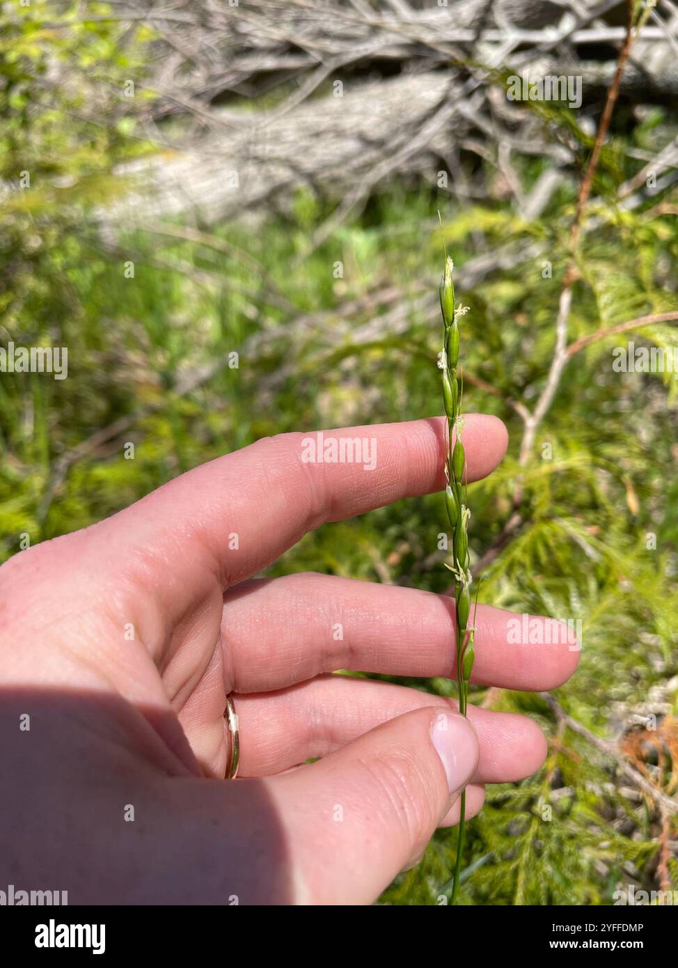 White-grained Mountain-ricegrass (Oryzopsis asperifolia Stock Photo - Alamy