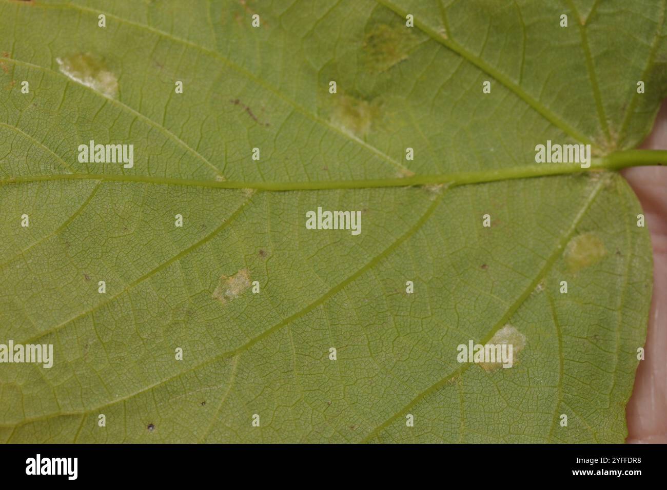 Lime Felt Gall Mite (Eriophyes leiosoma Stock Photo - Alamy