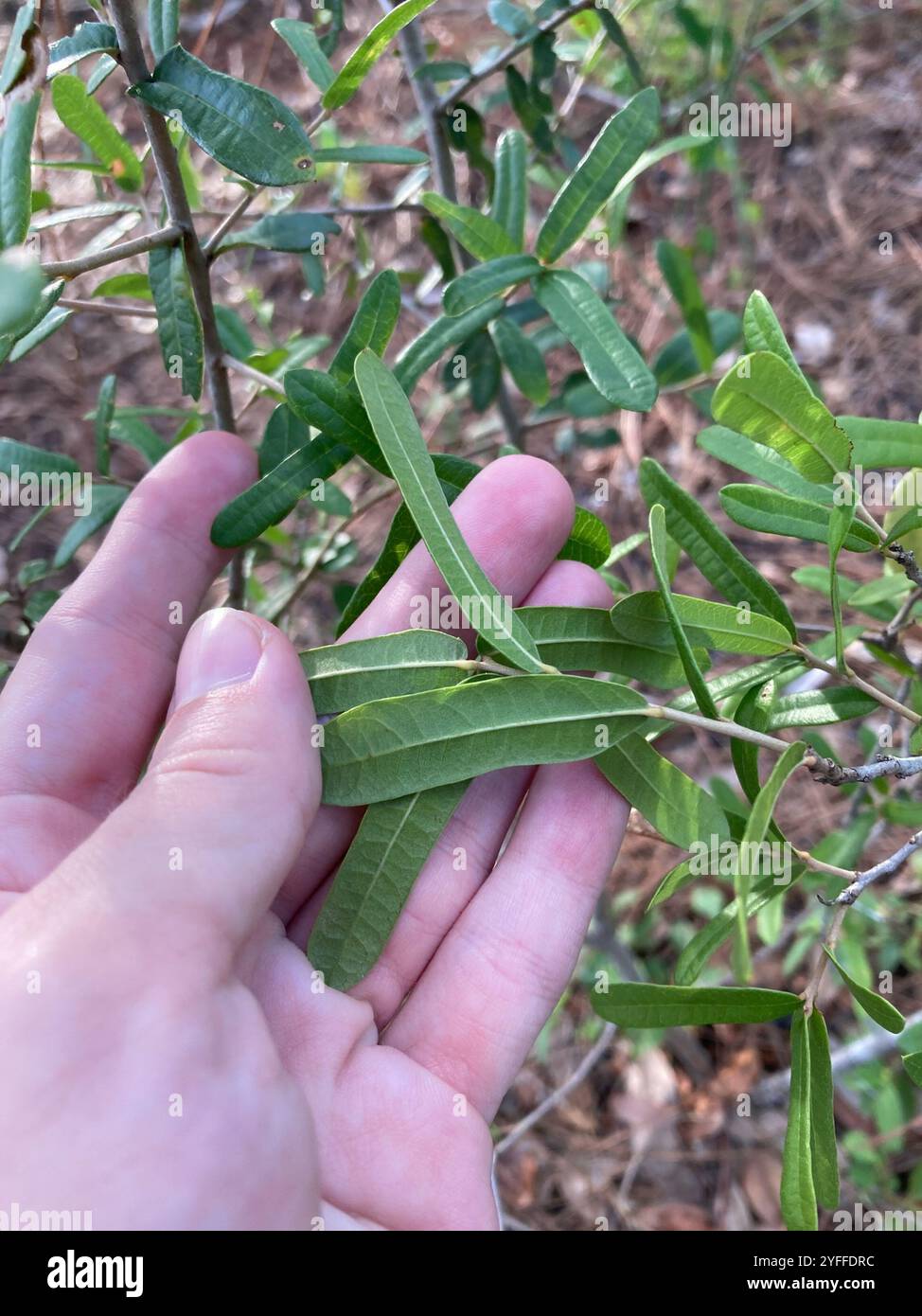 dwarf live oak (Quercus minima Stock Photo - Alamy
