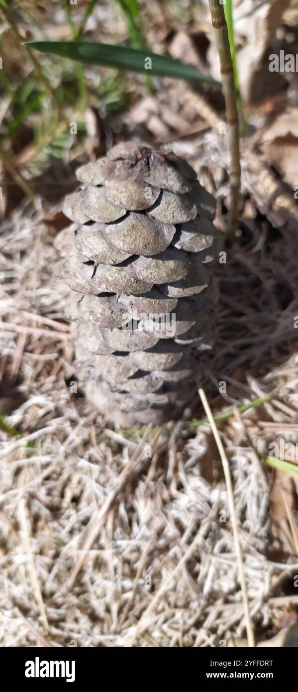Siberian spruce (Picea obovata Stock Photo - Alamy