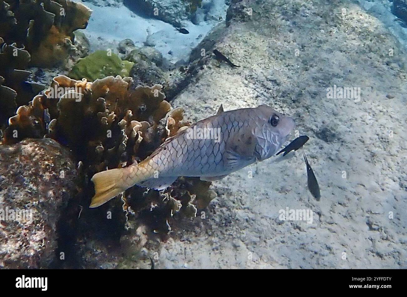 Yellowtail parrotfish hi-res stock photography and images - Alamy