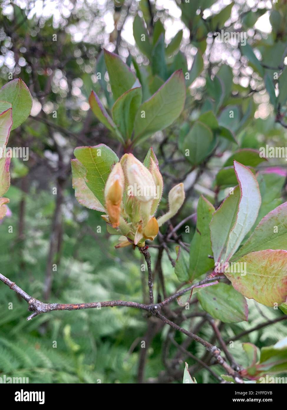 Mountain Azalea (Rhododendron canescens Stock Photo - Alamy