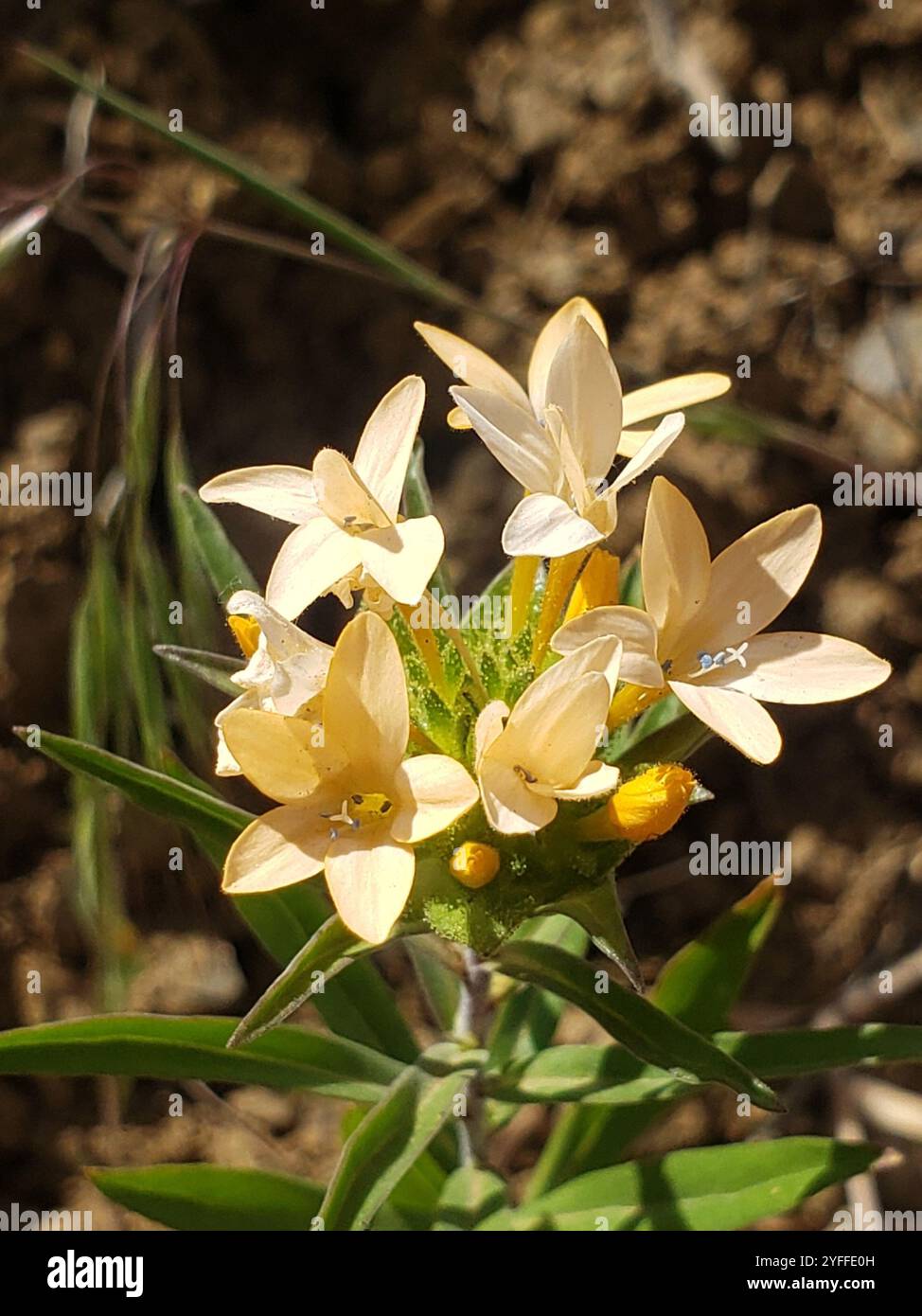 grand collomia (Collomia grandiflora Stock Photo - Alamy