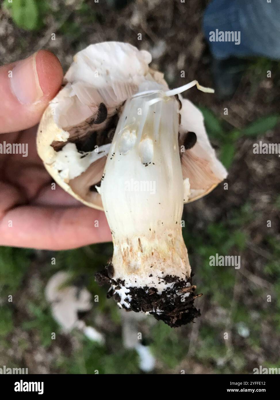 Yellow Stainer (Agaricus xanthodermus Stock Photo - Alamy
