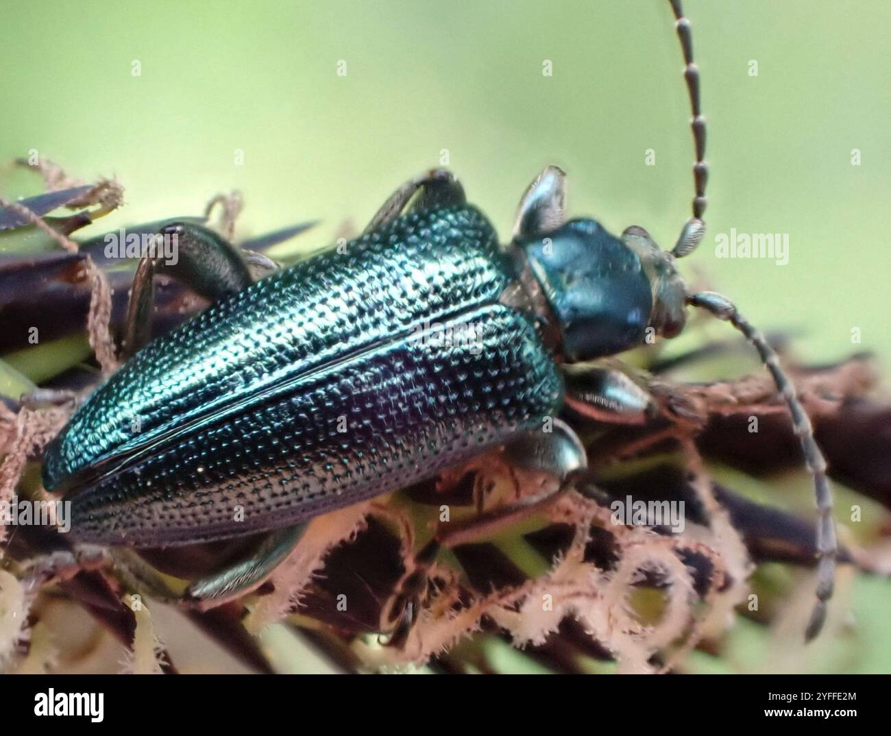 jewel reed beetle (Plateumaris sericea Stock Photo - Alamy