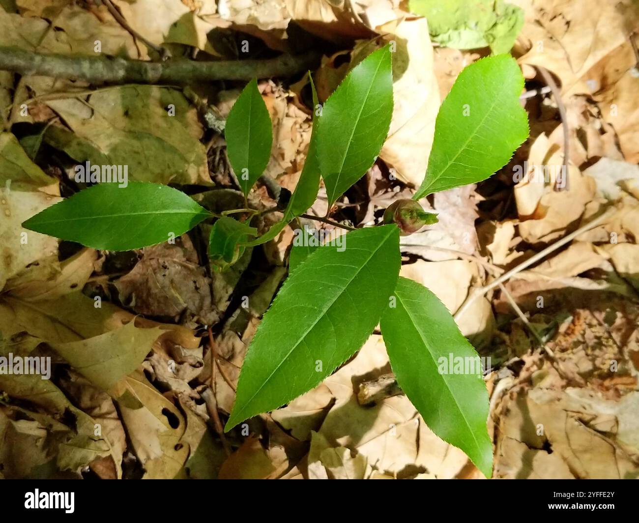 Contarinia hi-res stock photography and images - Alamy