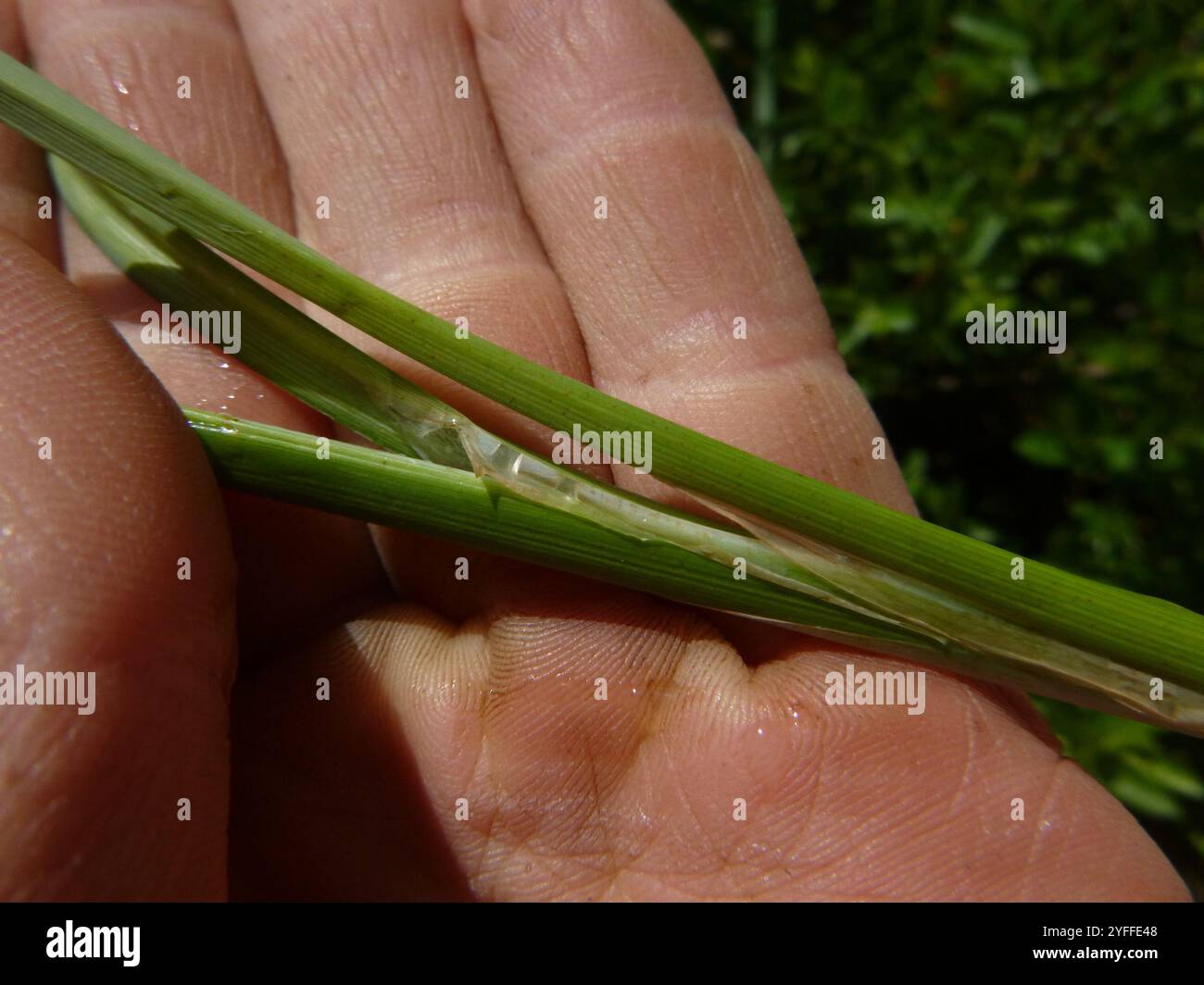 slender tufted-sedge (Carex acuta Stock Photo - Alamy