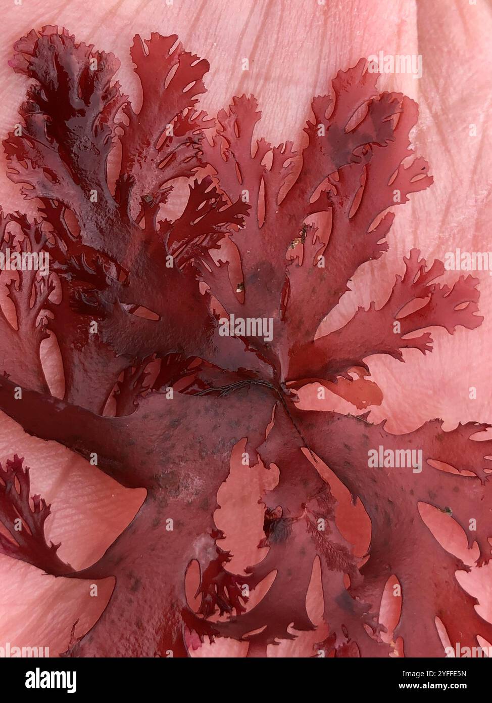 red sea fan (Callophyllis flabellulata Stock Photo - Alamy