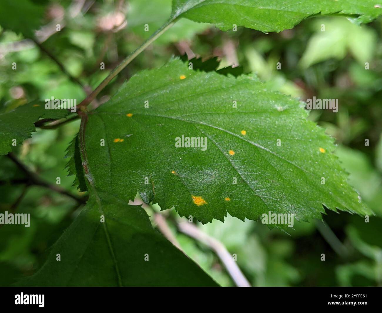 rust fungi (Pucciniales Stock Photo - Alamy