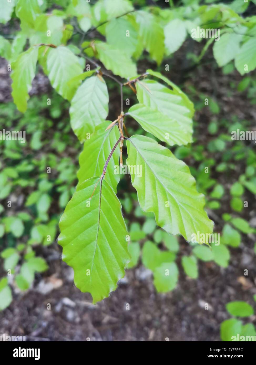European beech (Fagus sylvatica Stock Photo - Alamy