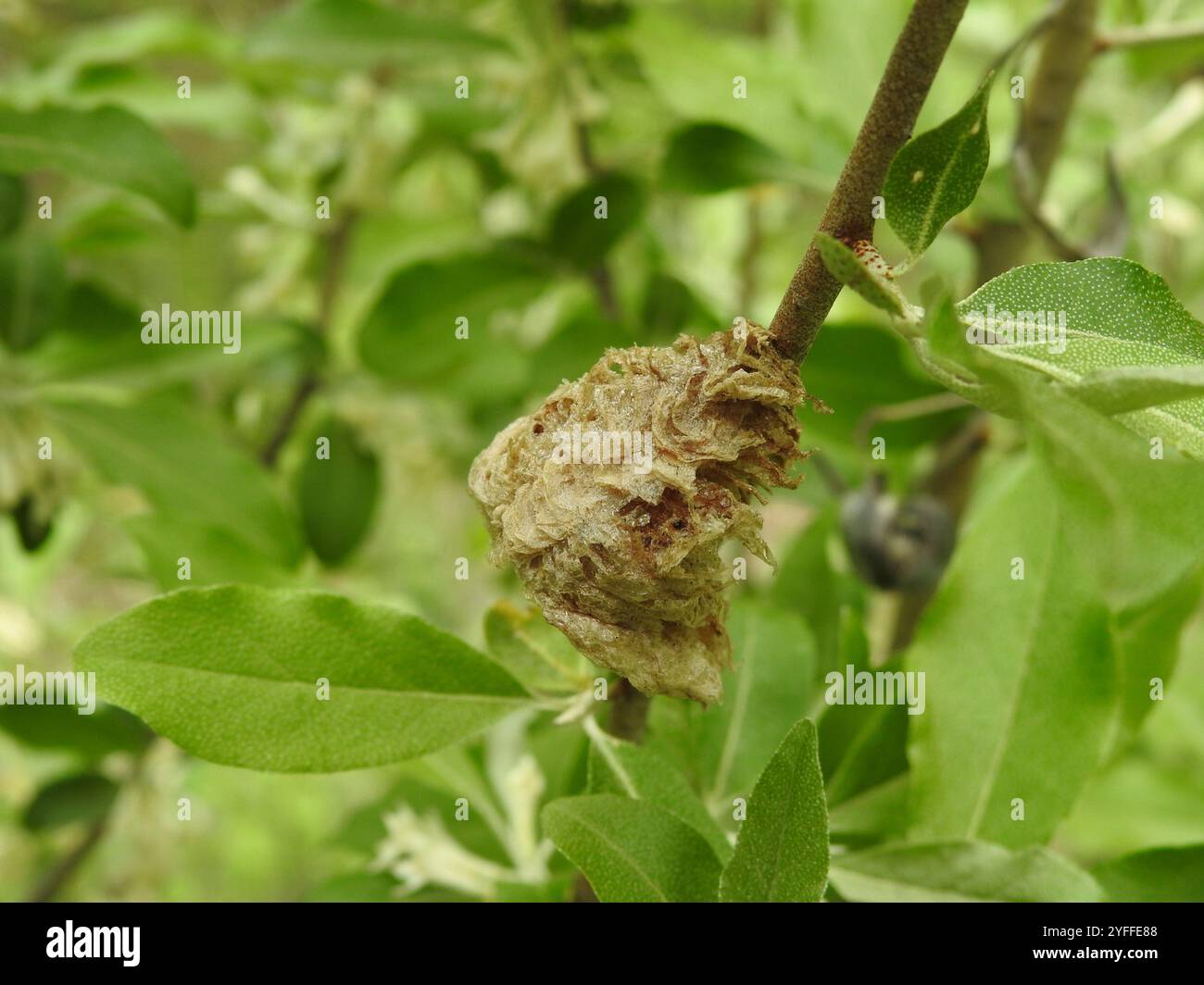 Chinese Mantis (Tenodera sinensis Stock Photo - Alamy