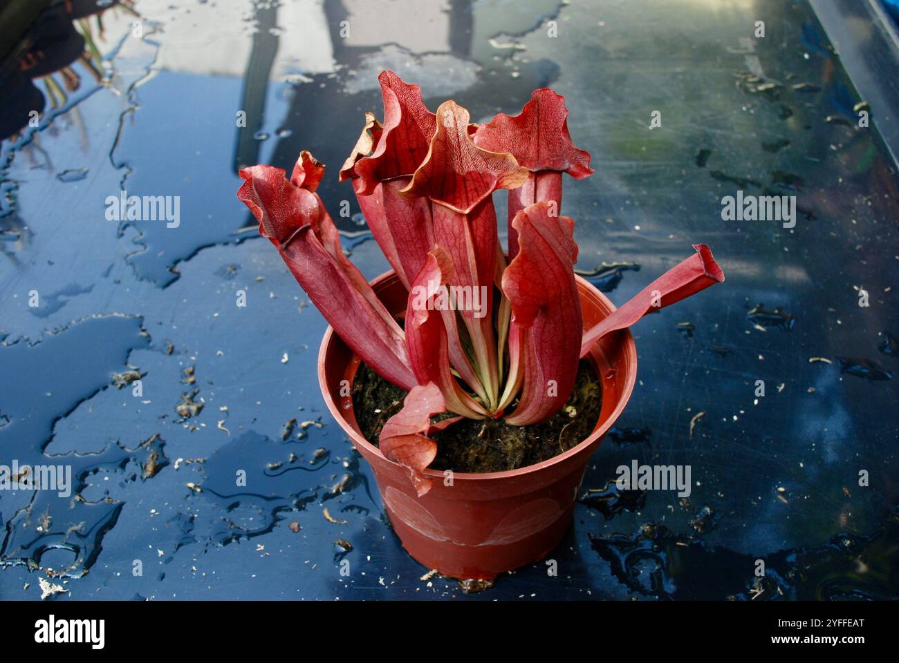 trumpet pitchers or Sarracenia plant under direct sunlight in the pot ...