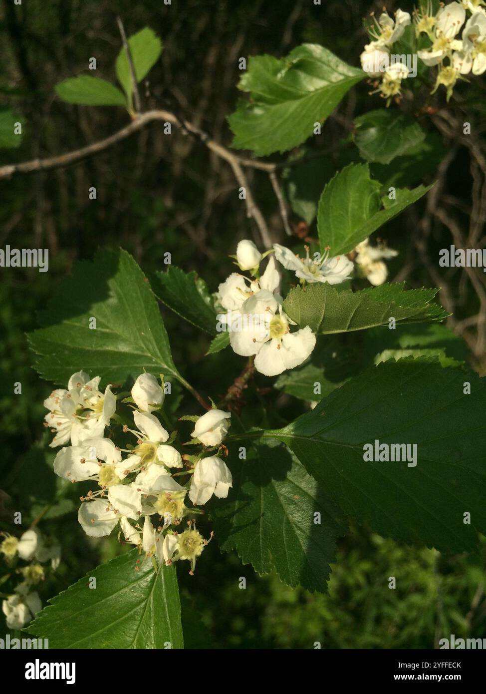 fireberry hawthorn (Crataegus chrysocarpa Stock Photo - Alamy