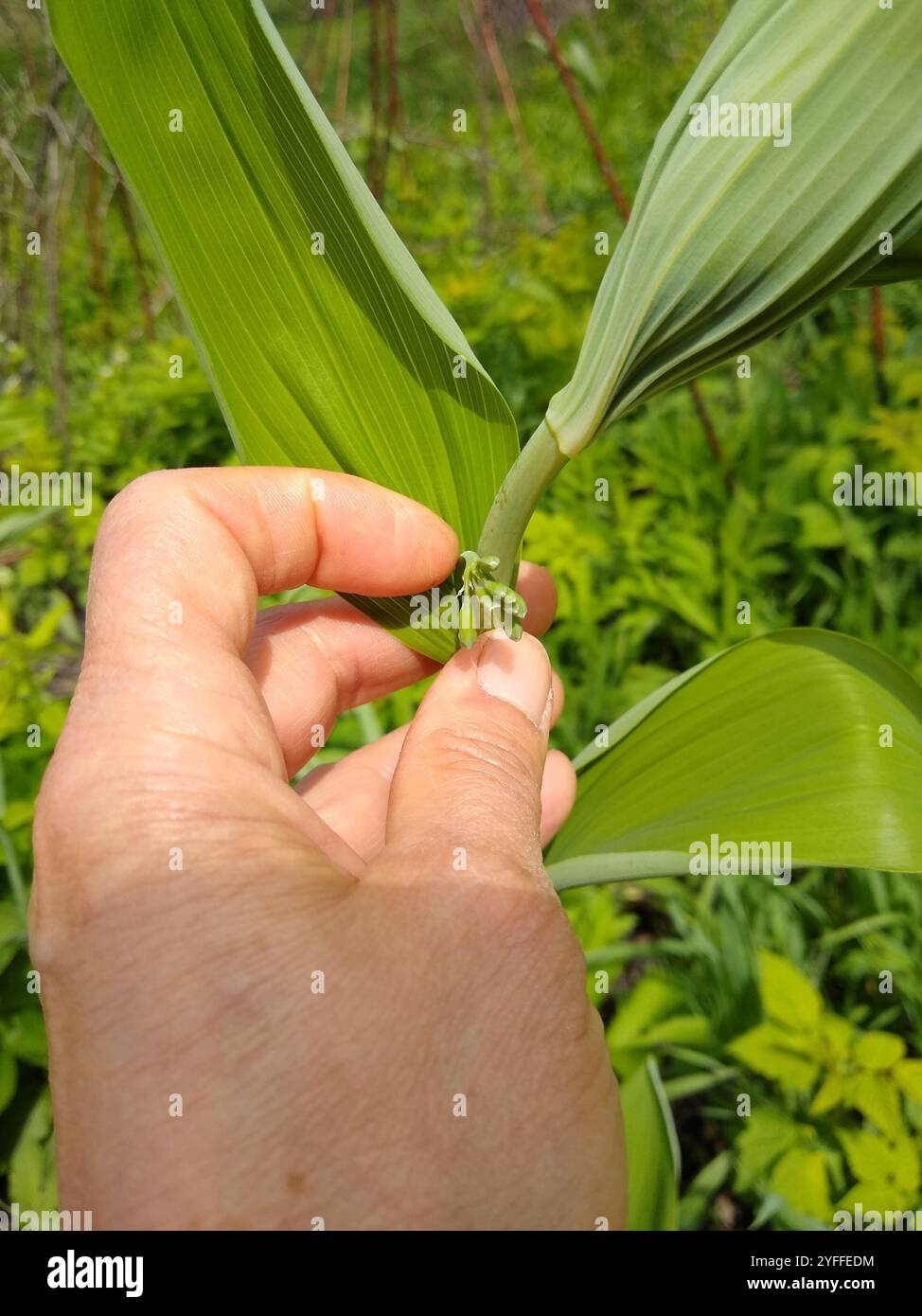 giant Solomon's seal (Polygonatum biflorum commutatum Stock Photo - Alamy