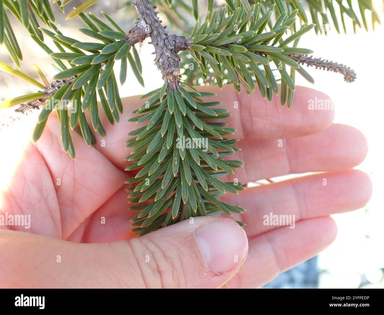 Sitka spruce (Picea sitchensis Stock Photo - Alamy