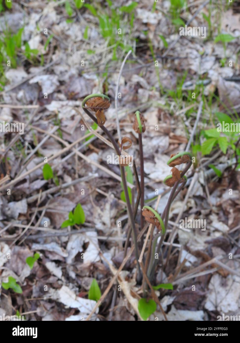 American royal fern hi-res stock photography and images - Alamy