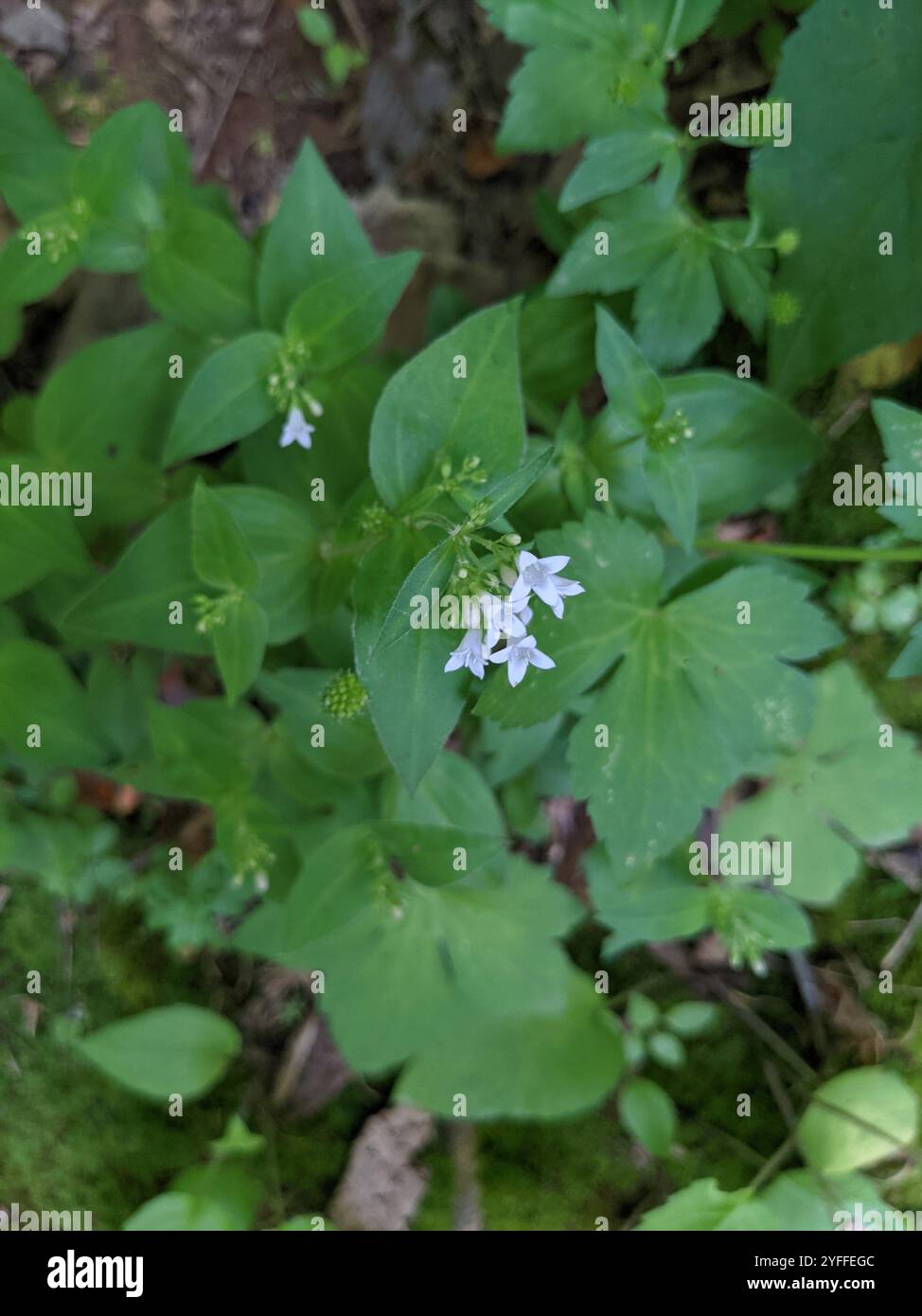 summer bluet (Houstonia purpurea Stock Photo - Alamy