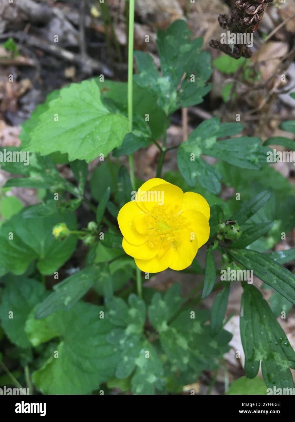 Creeping buttercup (Ranunculus repens Stock Photo - Alamy