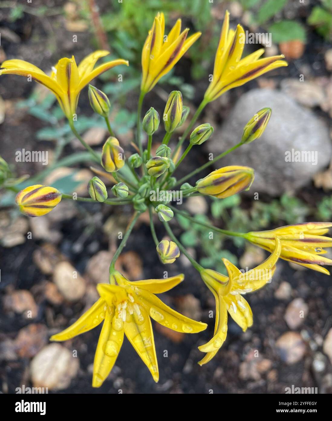 golden brodiaea (Triteleia ixioides ixioides Stock Photo - Alamy
