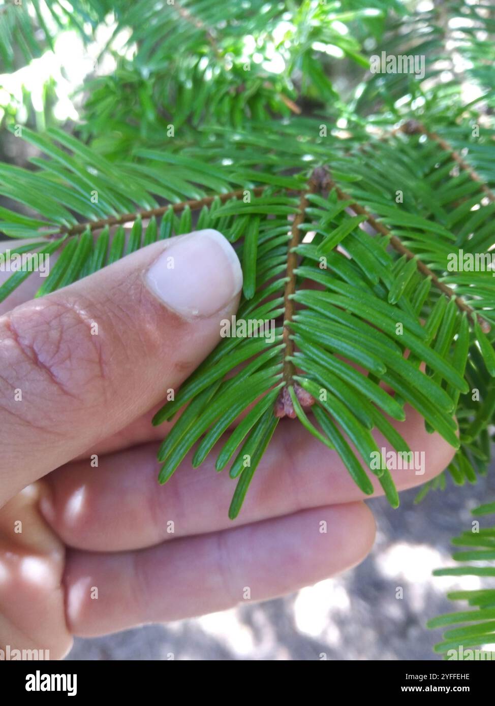 grand fir (Abies grandis Stock Photo - Alamy