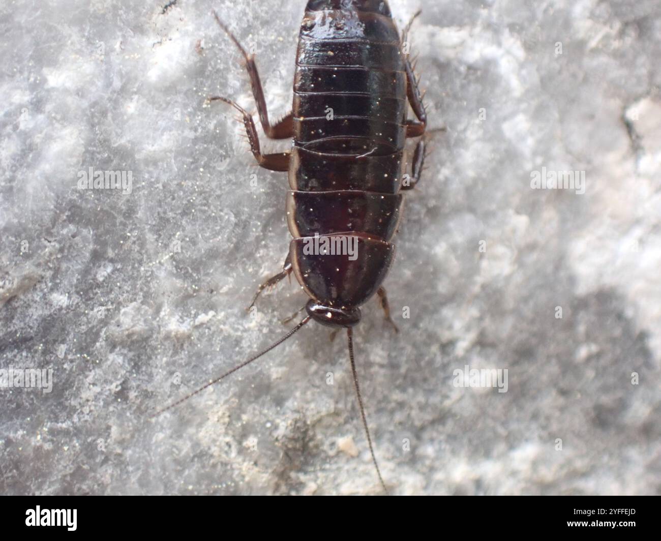 Old World Lobe-winged Cockroaches (Loboptera Stock Photo - Alamy