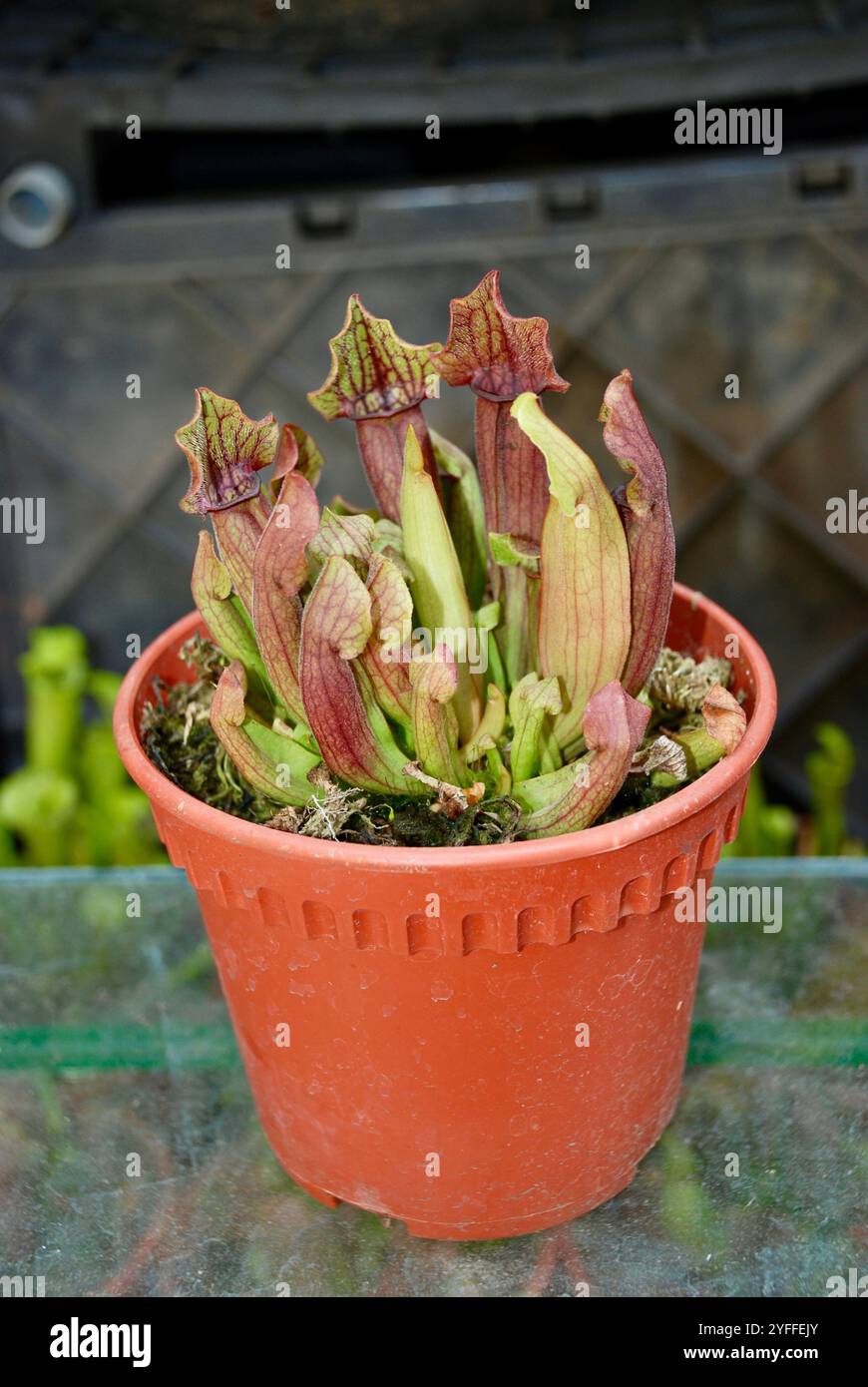 Sarracenia carnivore plants commonly called trumpet pitchers over blur ...