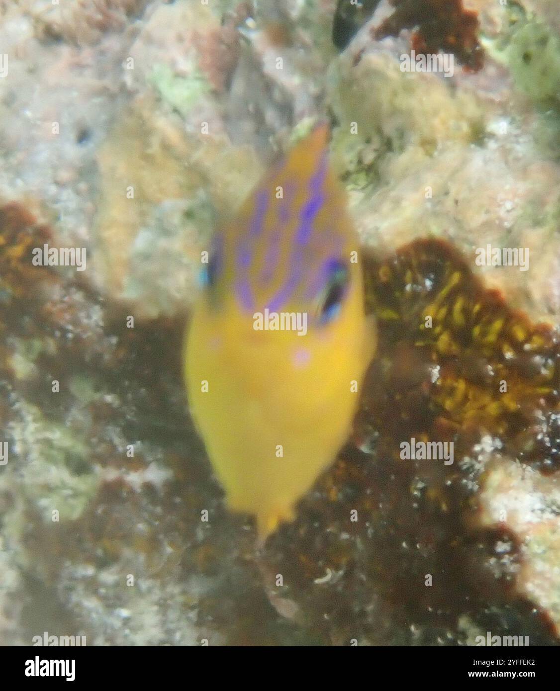 Longfin Damselfish (Stegastes diencaeus Stock Photo - Alamy