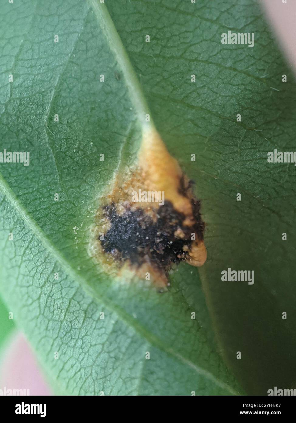 Crown Rust (Puccinia coronata Stock Photo - Alamy