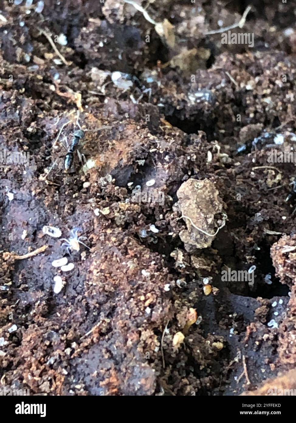 Asian Needle Ant (Brachyponera chinensis Stock Photo - Alamy