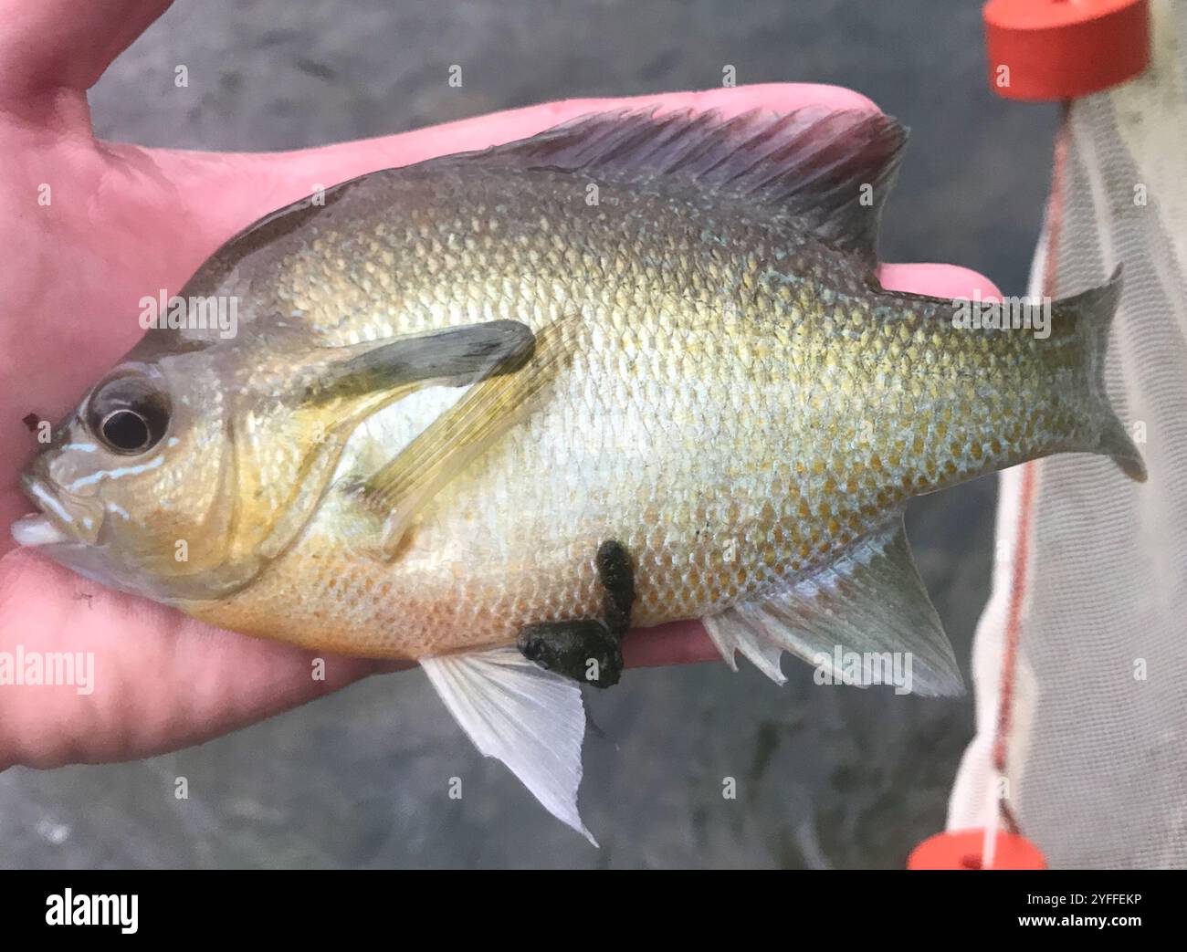 Redbreast Sunfish (Lepomis auritus Stock Photo - Alamy