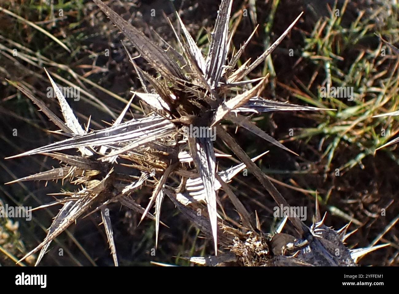 Weed African Thistle (Berkheya rigida Stock Photo - Alamy
