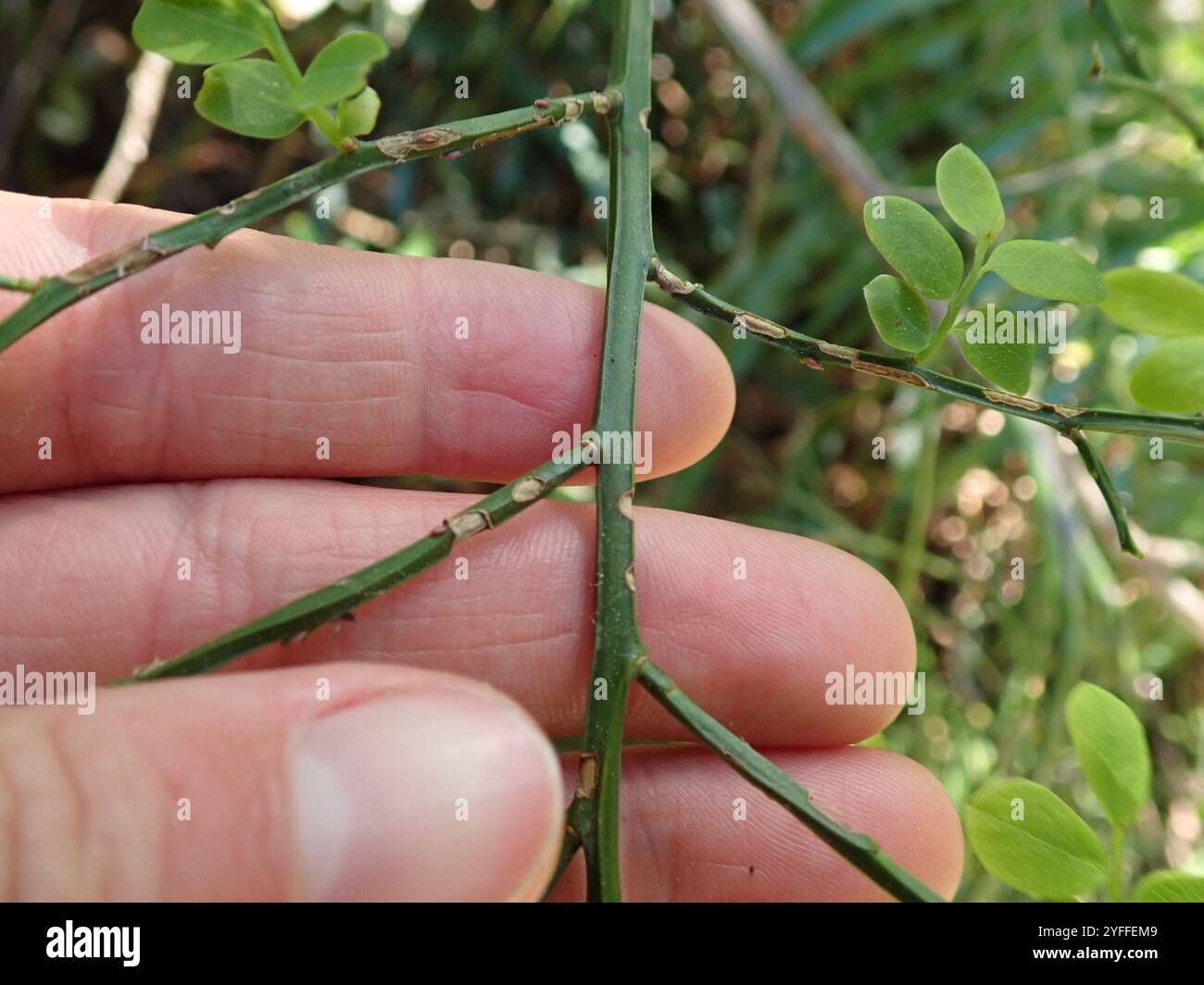 Red Huckleberry (Vaccinium parvifolium Stock Photo - Alamy