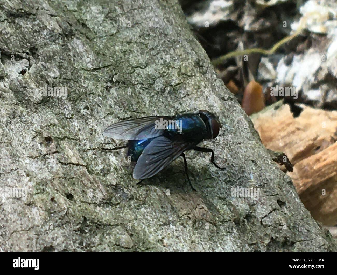 Black Blow Fly (Phormia regina Stock Photo - Alamy