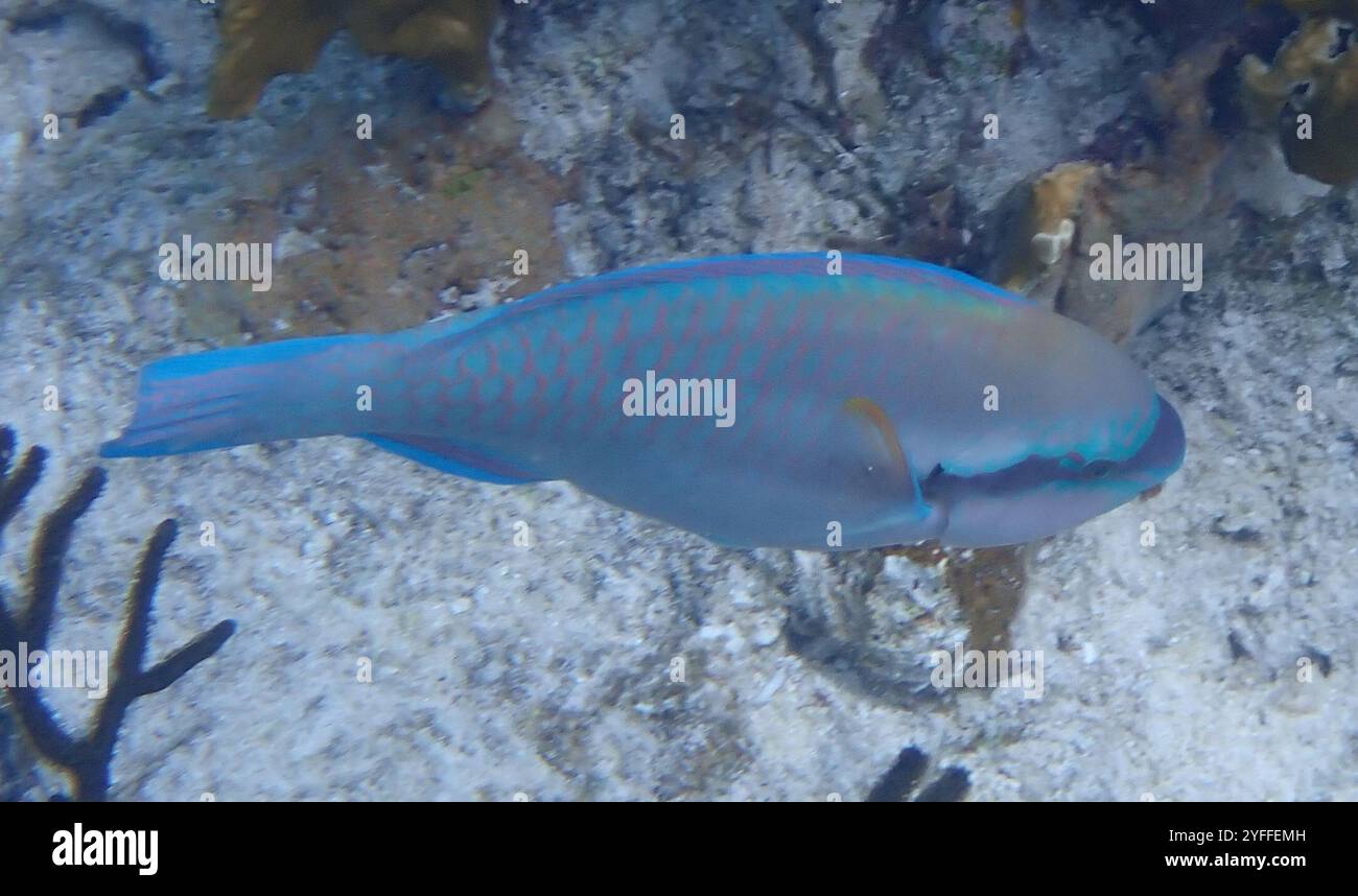 Scarus iseri hi-res stock photography and images - Alamy