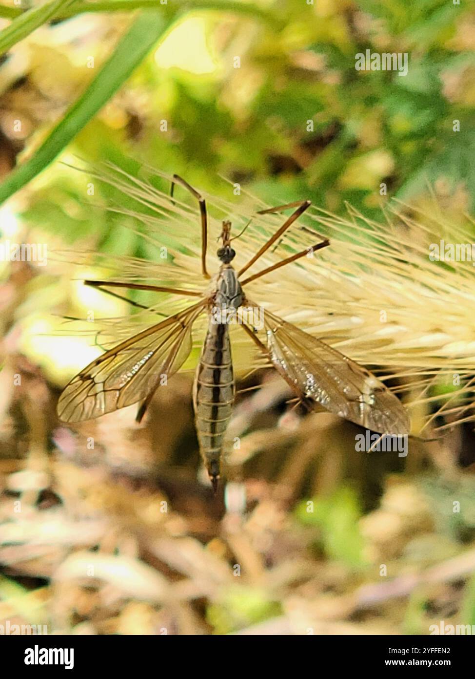 Common Crane Flies (Tipula Stock Photo - Alamy