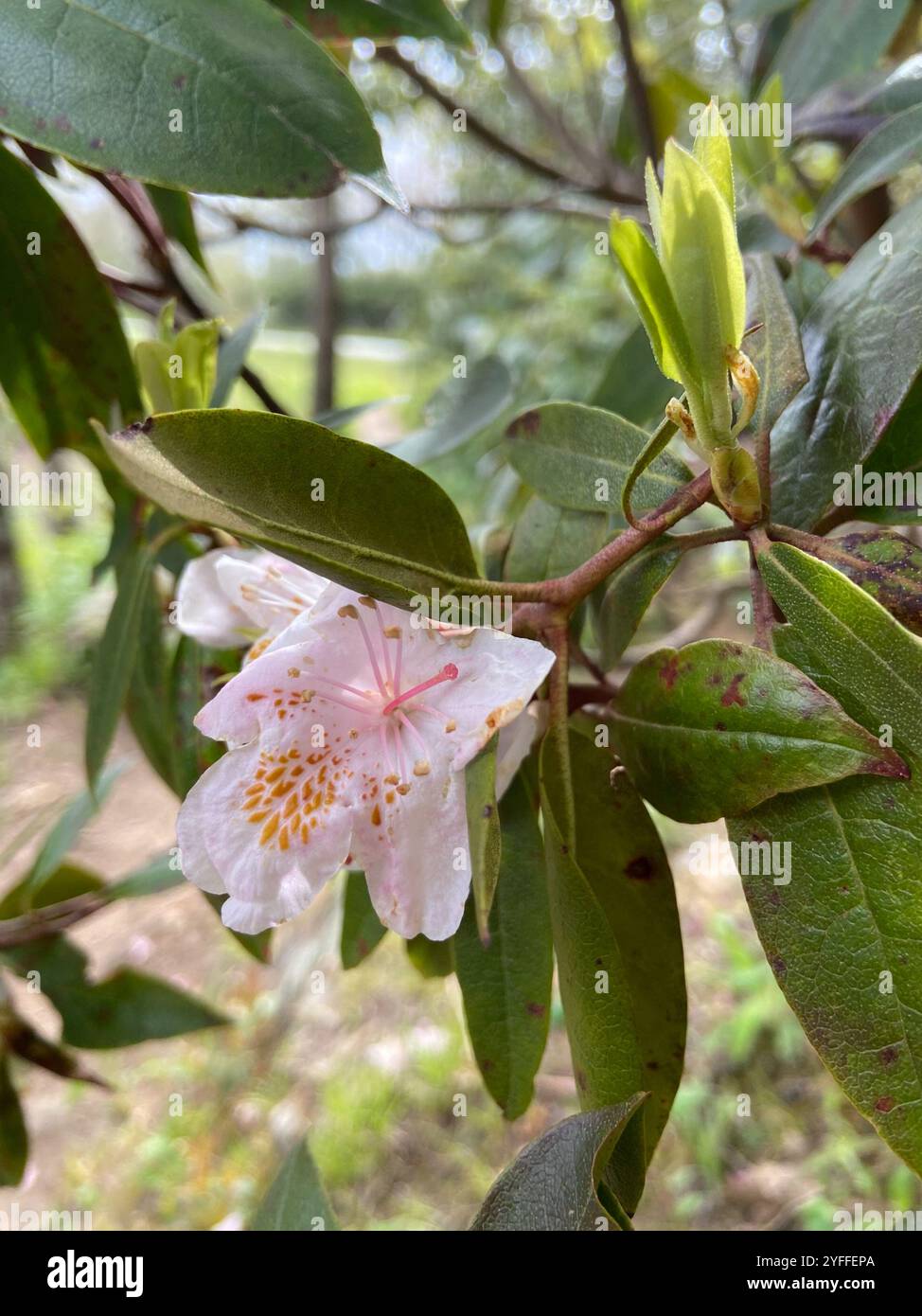 Carolina Rhododendron (Rhododendron carolinianum Stock Photo - Alamy