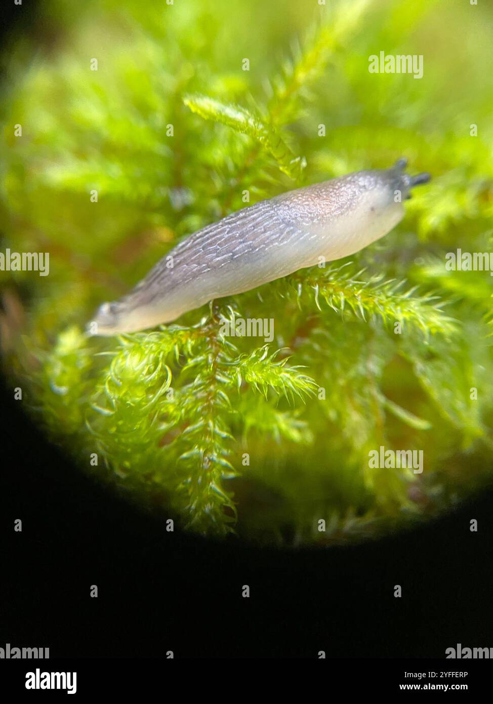 Roundback Slugs and Allies (Arionoidea Stock Photo - Alamy
