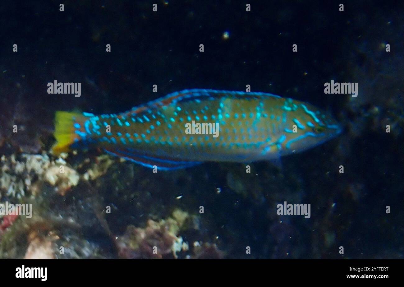 Puddingwife Wrasse (Halichoeres radiatus Stock Photo - Alamy